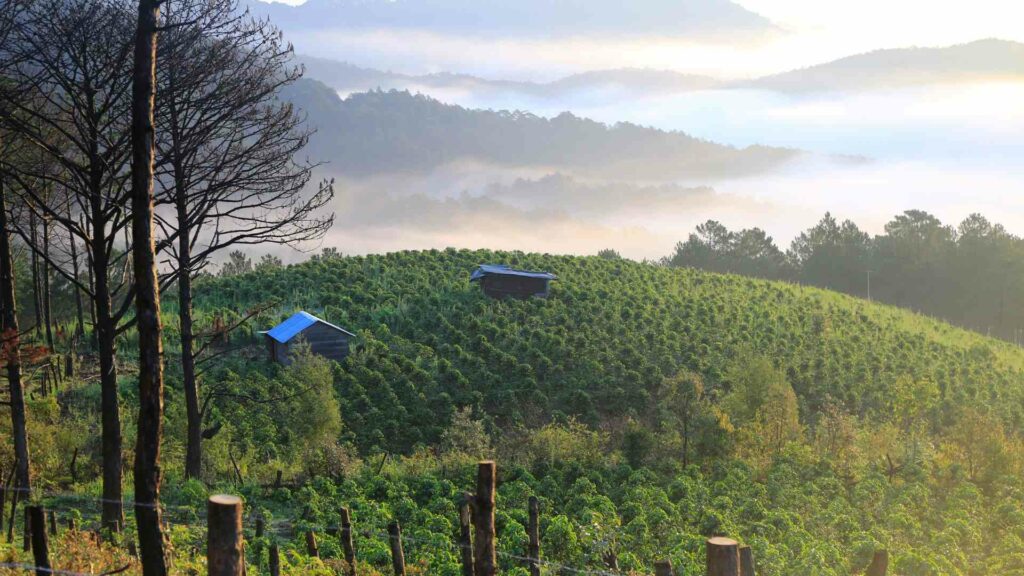 Dalat Coffee Farm | Vietnam's Best Travel Experiences