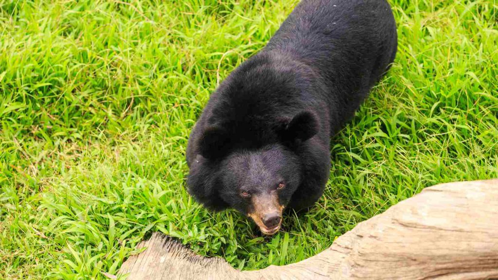 Four Paws Bear Sanctuary – Ninh Binh | Vietnam's Best Travel Experiences